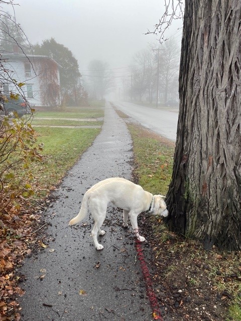 My weekend in six photos. Fog. Dog. A run. | Bear Country 95.3
